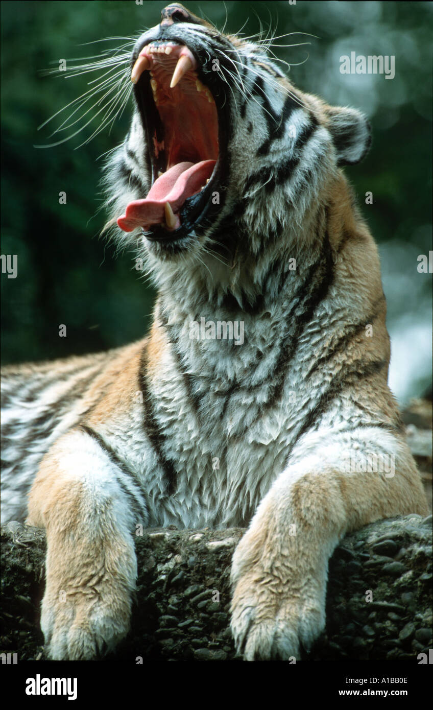 Tiger with its mouth open hi-res stock photography and images - Alamy