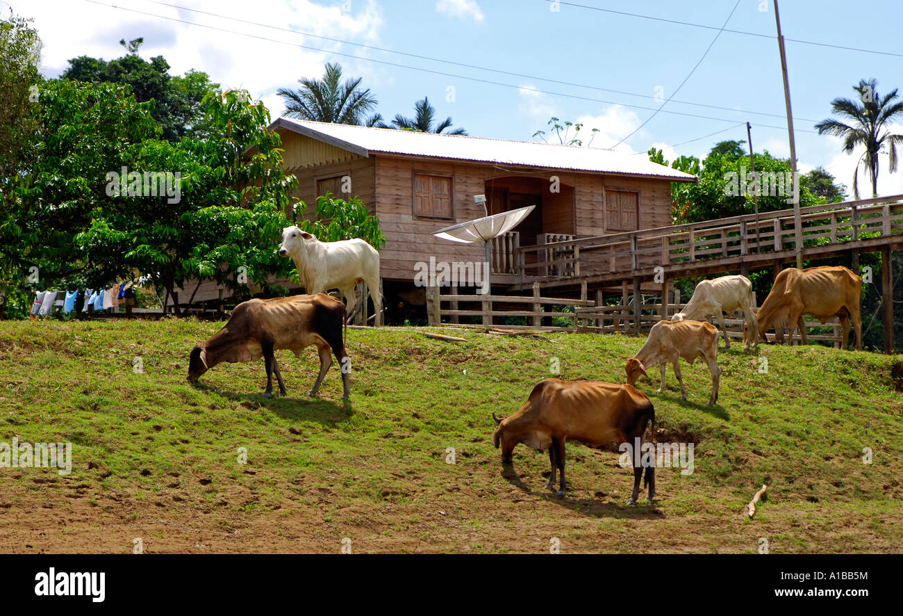 House for cattle hi-res stock photography and images - Alamy