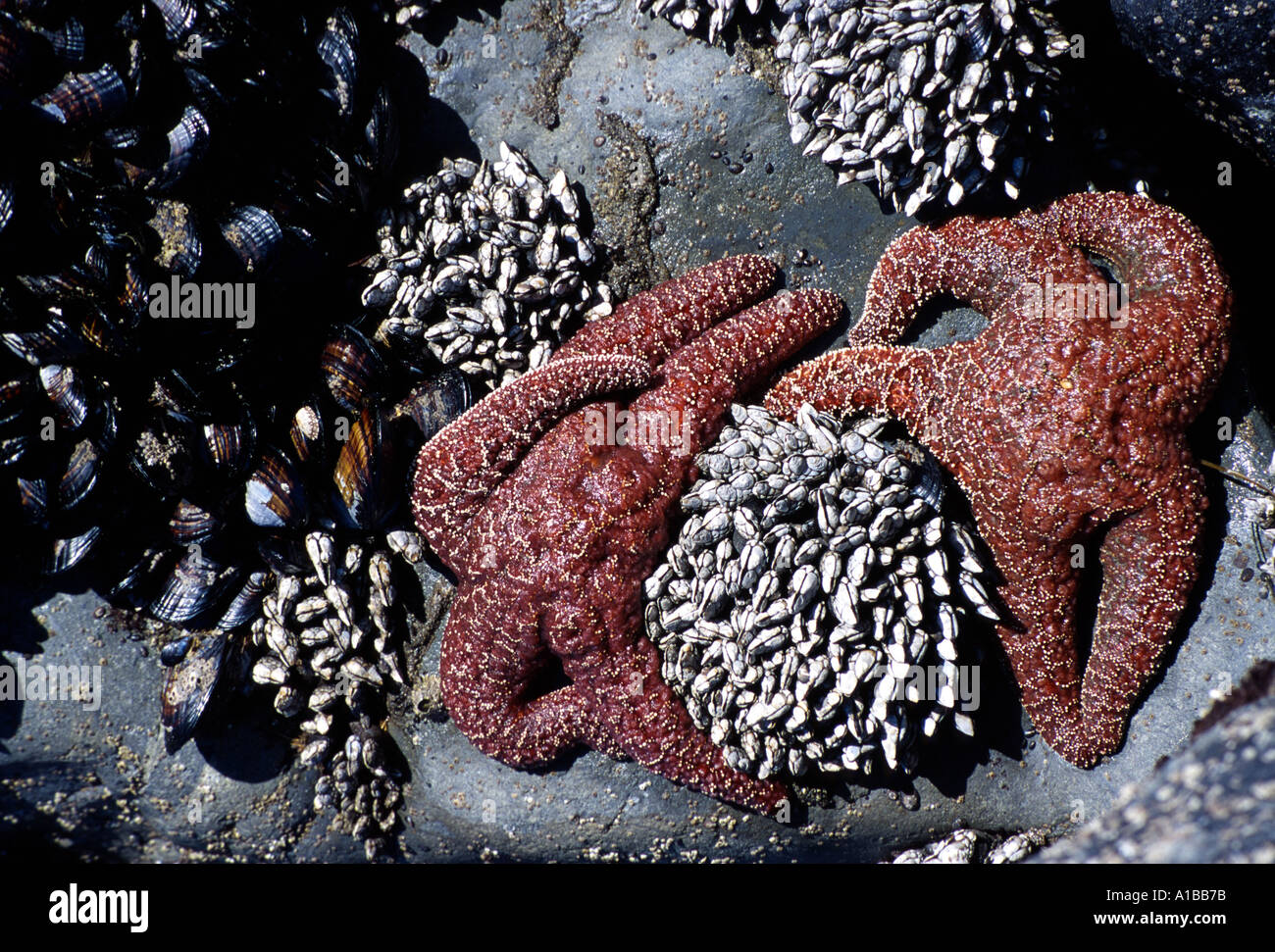 Two Starfish Stinson Beach California USA Stock Photo - Alamy