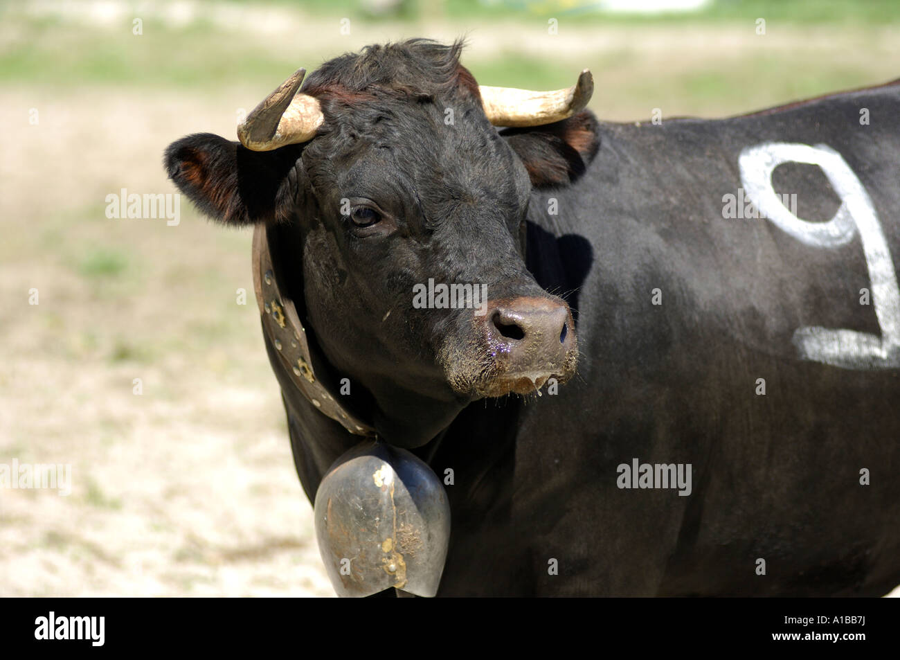 Combat of queens, Swiss cow fighting, Aproz, Valais, Switzerland Stock ...