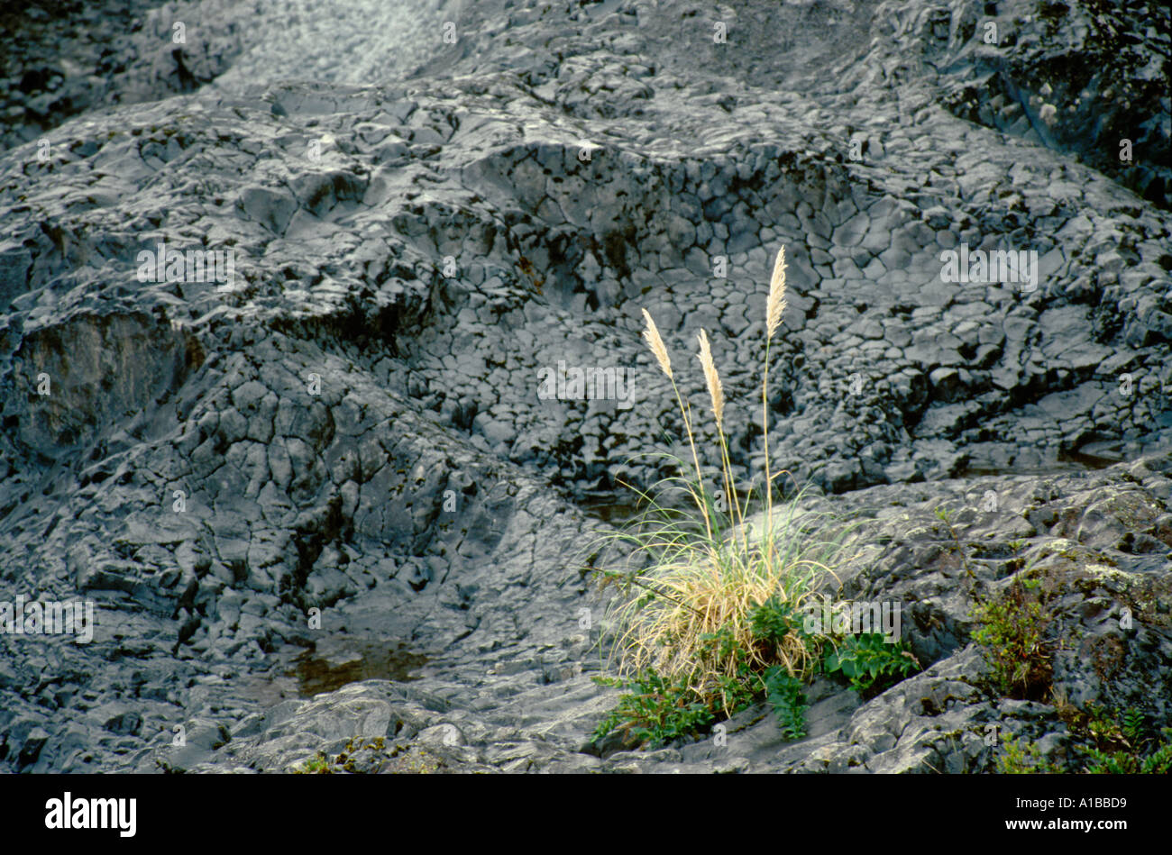 plant on grey lava soil Stock Photo - Alamy