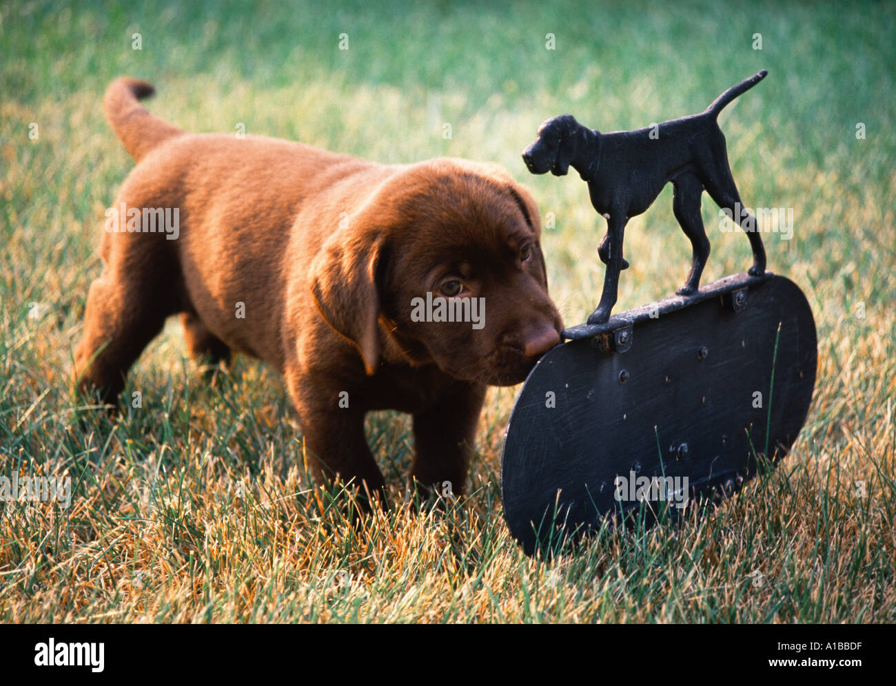 Chocolate lab puppy sniffing Stock Photo - Alamy