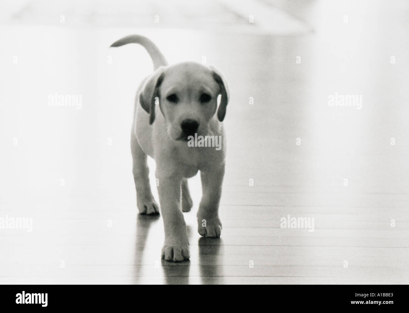 Walking puppy labrador hi-res stock photography and images - Alamy