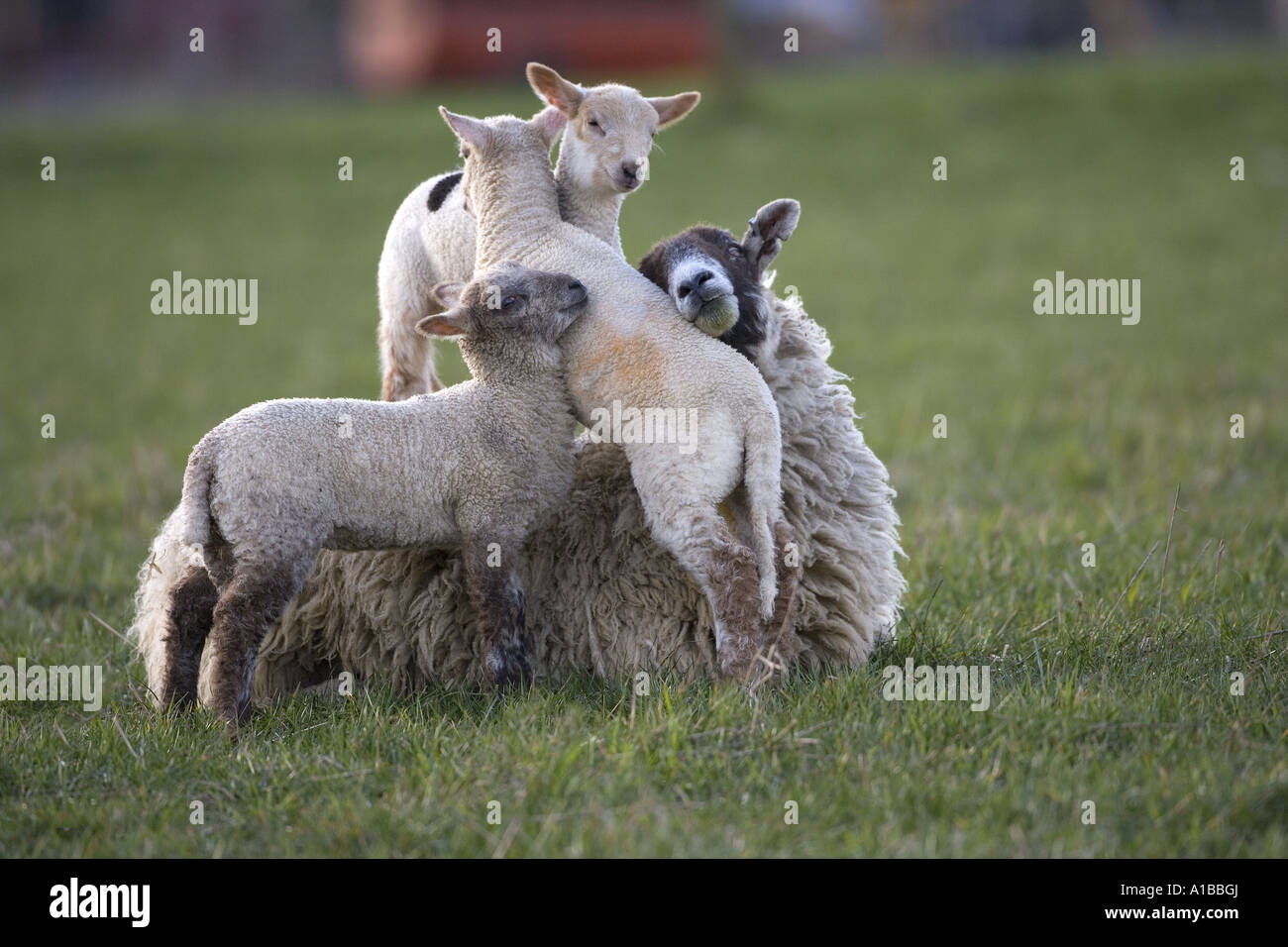 Lambs jumping on resting ewe in spring Stock Photo - Alamy
