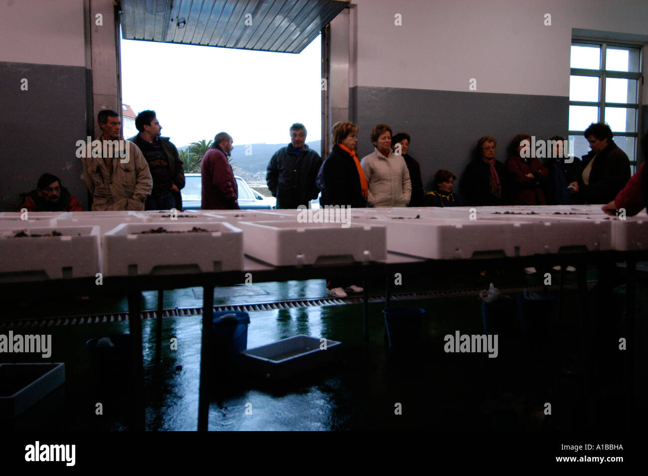 Lonja of Corme where the fish is sold Popular spanish barnacle hunters ...