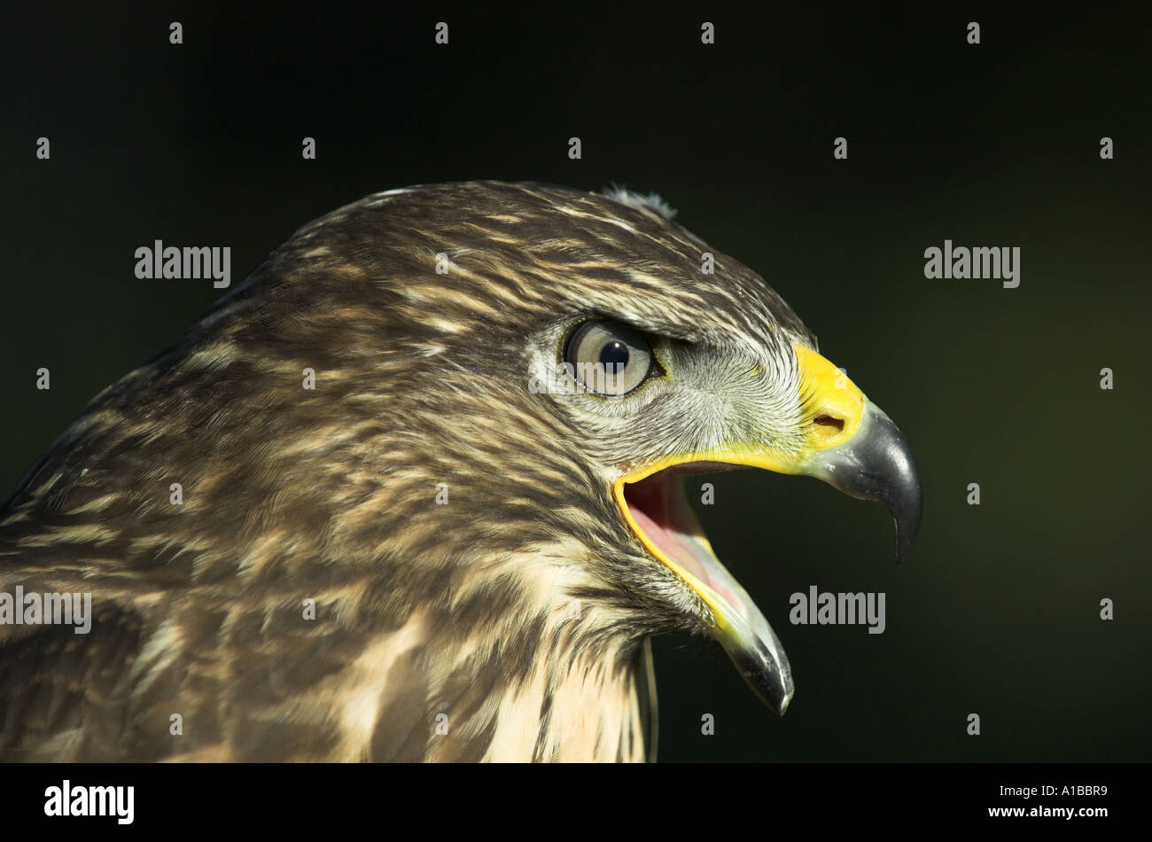 Buzzard call hi-res stock photography and images - Alamy