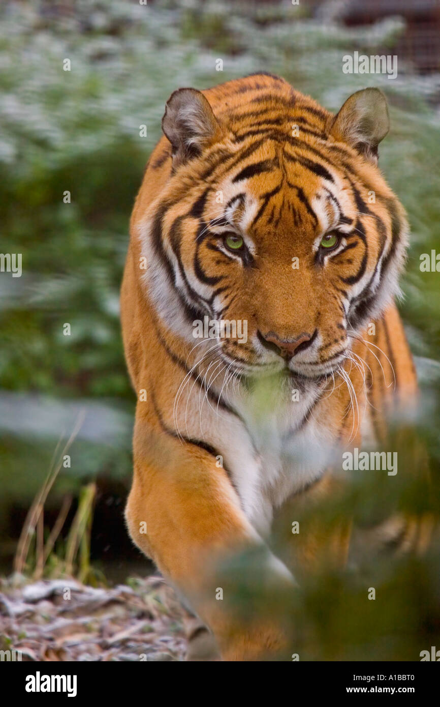 Keep out! Indian Tiger prowling its domain Stock Photo - Alamy