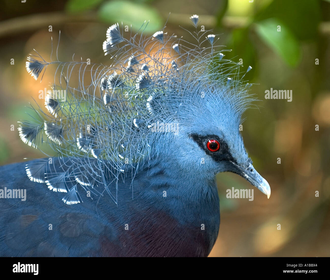 Sago papua new guinea hi-res stock photography and images - Alamy
