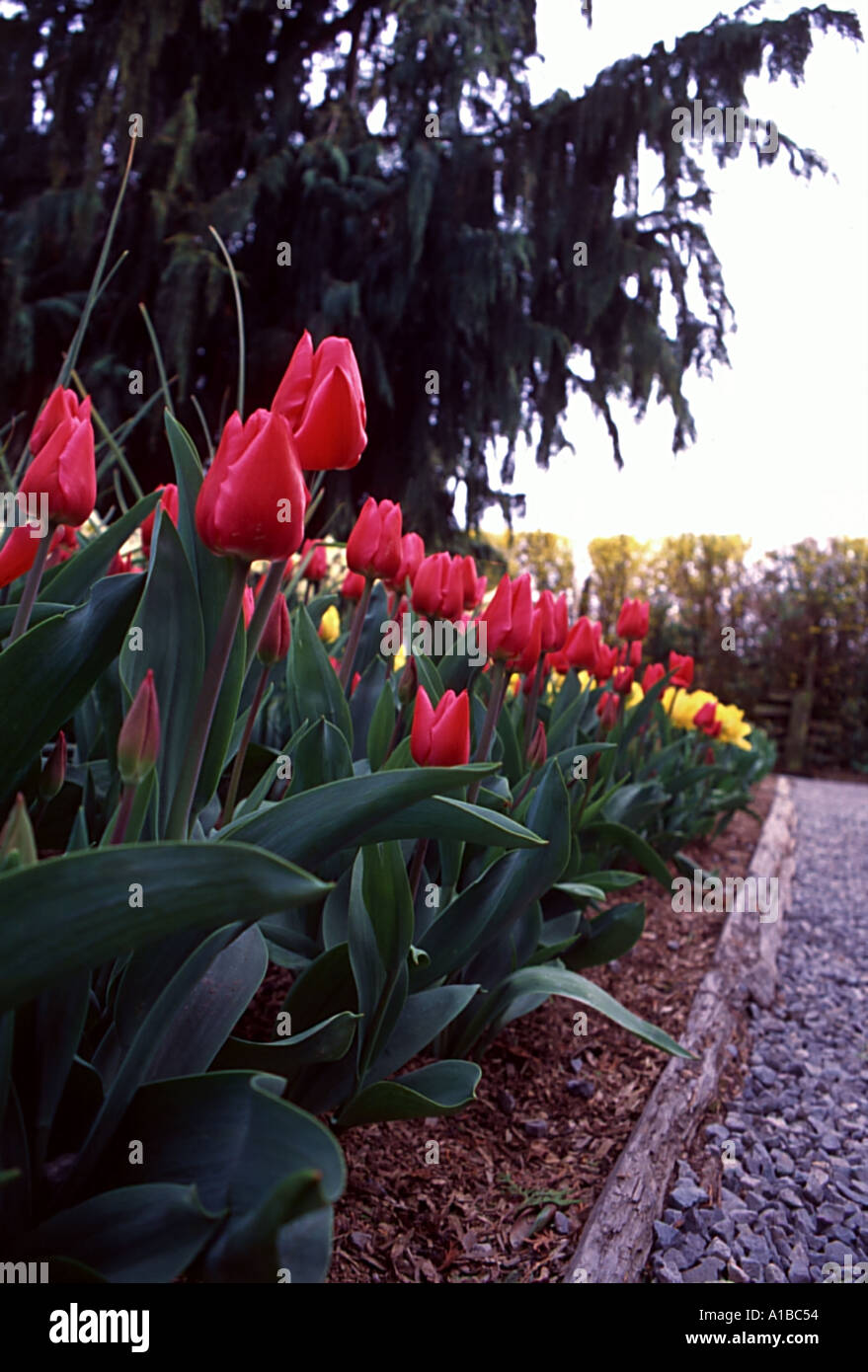 Red Tulips along path Stock Photo - Alamy