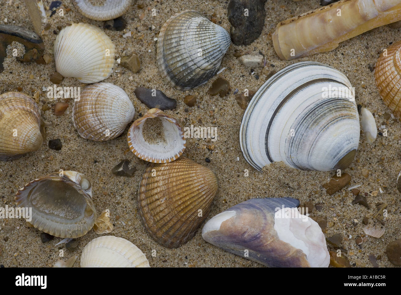 Seashells Holkham Beach Norfolk UK December Stock Photo - Alamy