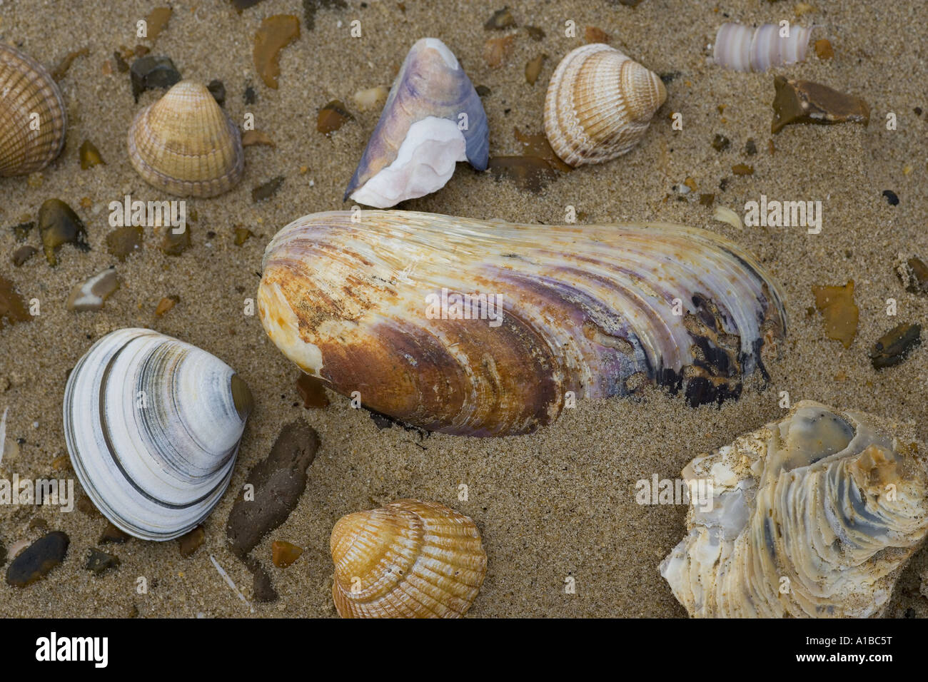 Seashells Holkham Beach Norfolk UK December Stock Photo - Alamy