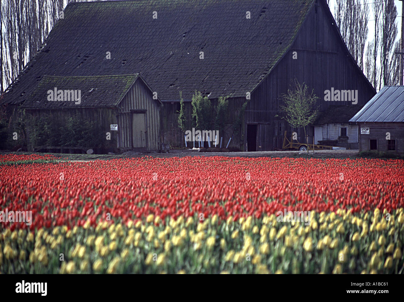 Tulip field and barn Stock Photo - Alamy
