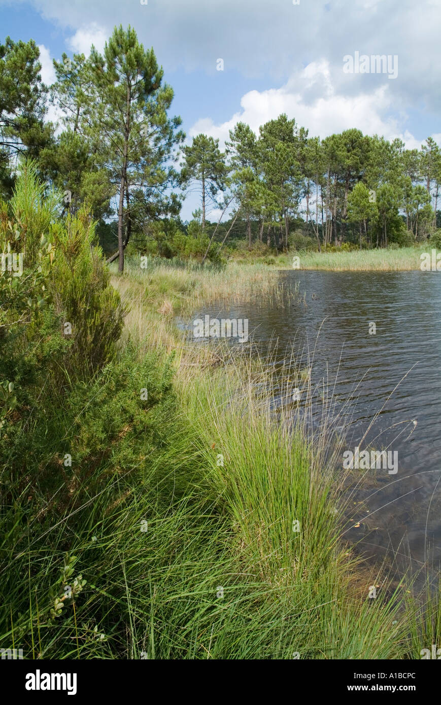 Hostens hi-res stock photography and images - Alamy