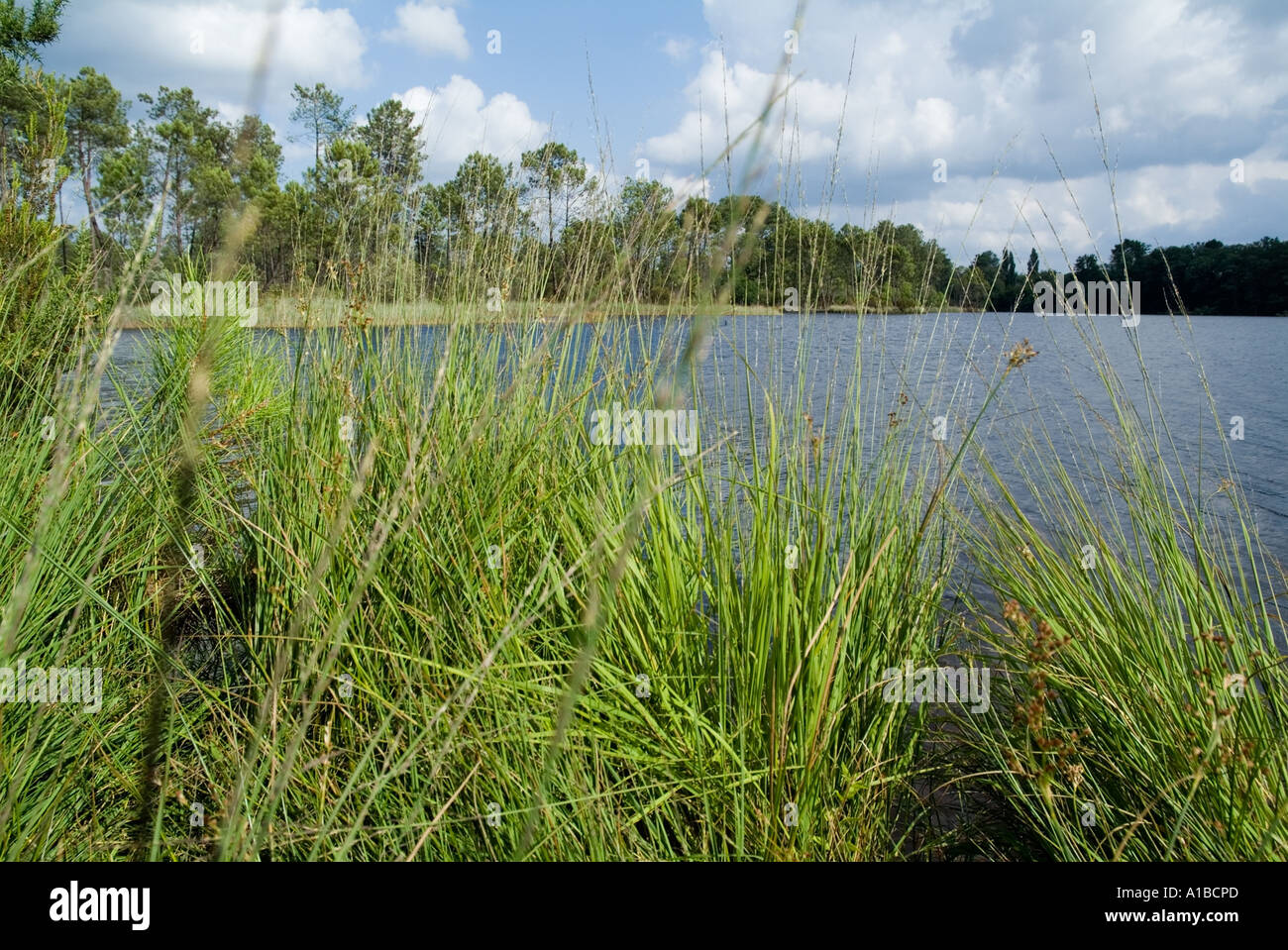 France Aquitaine Hostens Landes Forest Stock Photo - Alamy