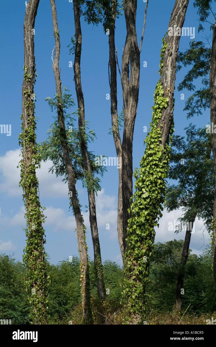 Hostens hi-res stock photography and images - Alamy