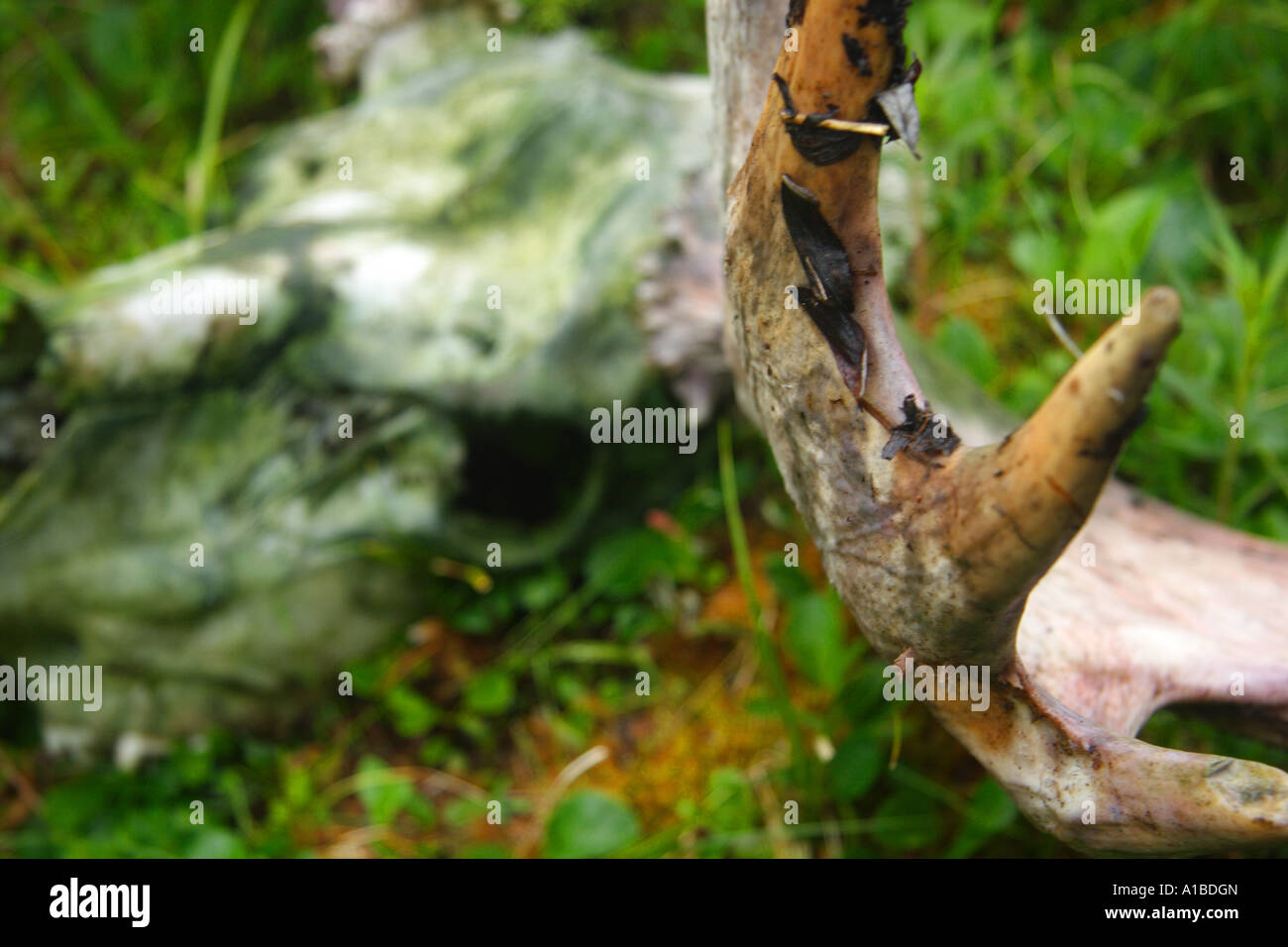 The skull of a bull moose (Alces alces) lies on the tundra in Denali ...