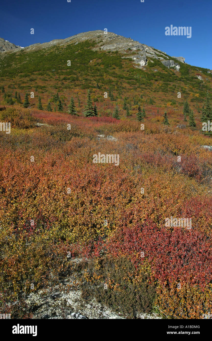 Fall foliage denali national park hi-res stock photography and images ...
