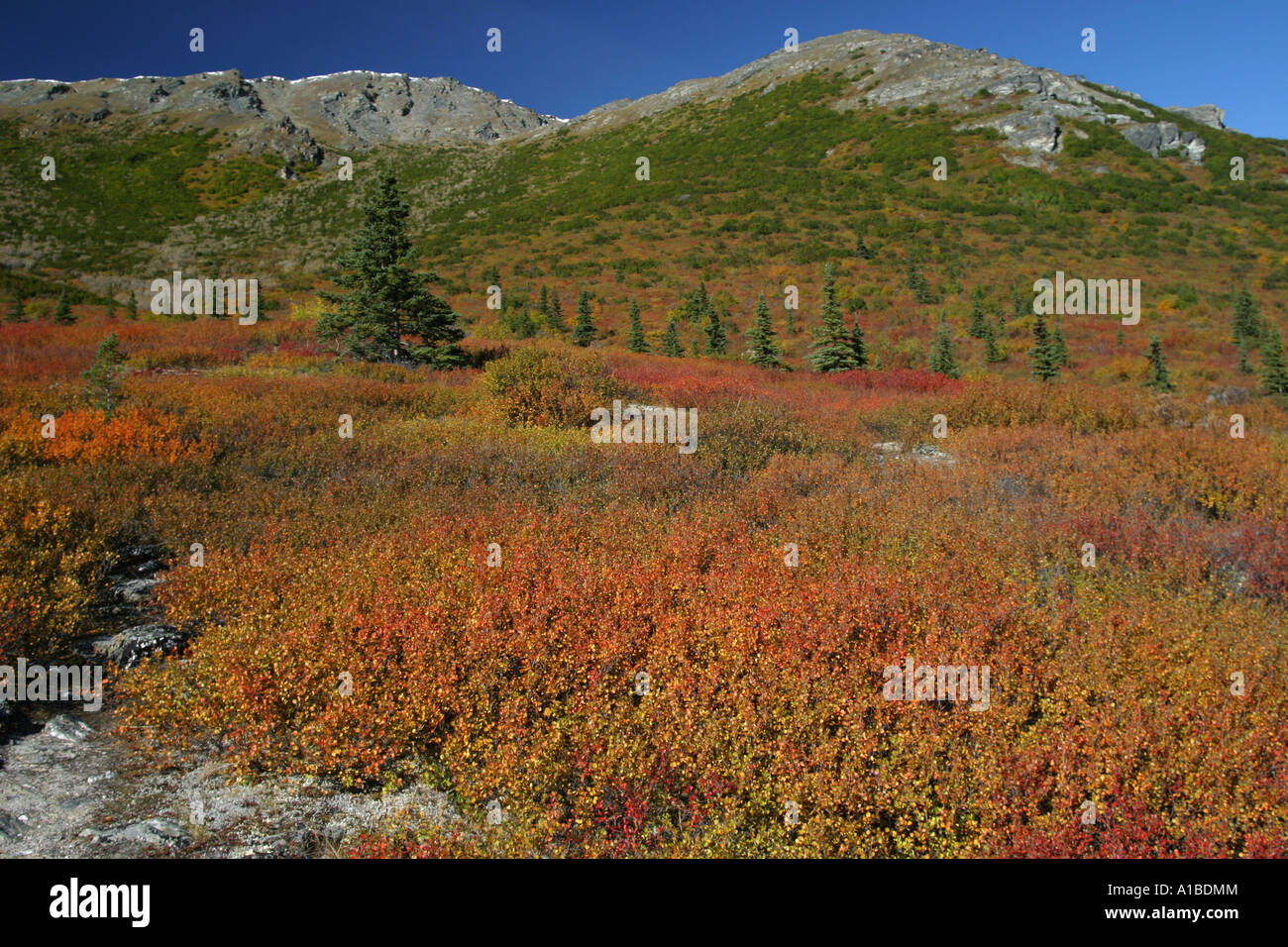 Primrose ridge denali national park hi-res stock photography and images ...