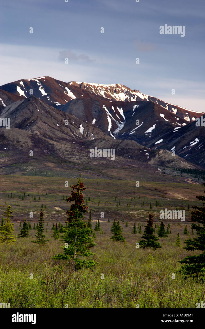 Tundra wilderness tour denali national park hi-res stock photography ...