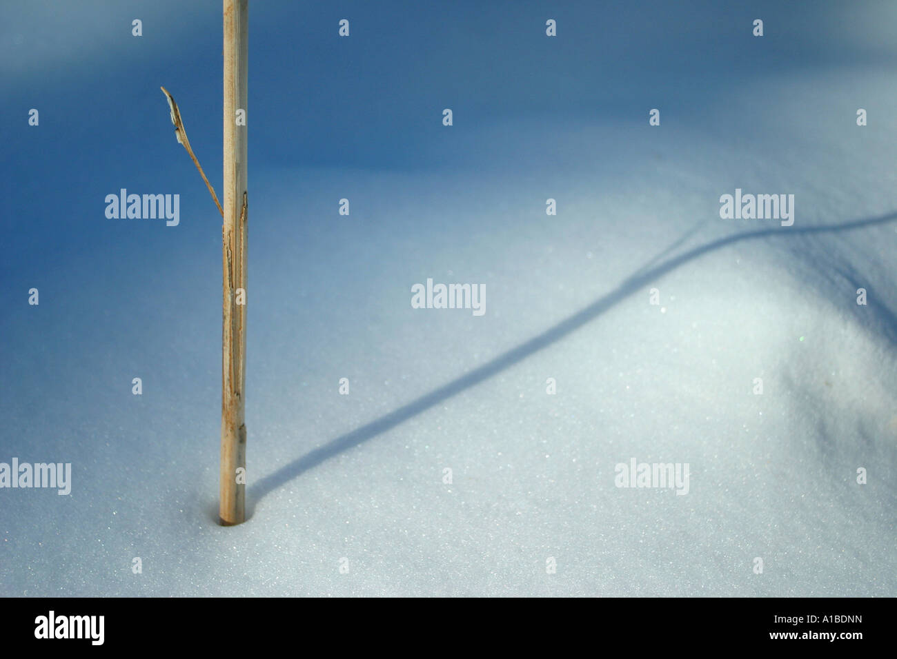 A cattail (Typha latifolia) pokes through the winter snow at frozen ...