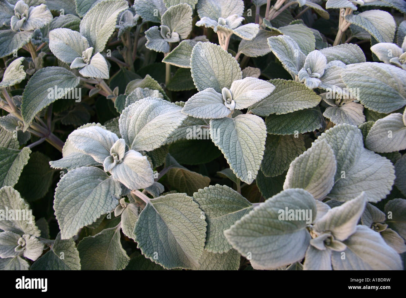 An ornamental sage (Salvia sp Stock Photo - Alamy