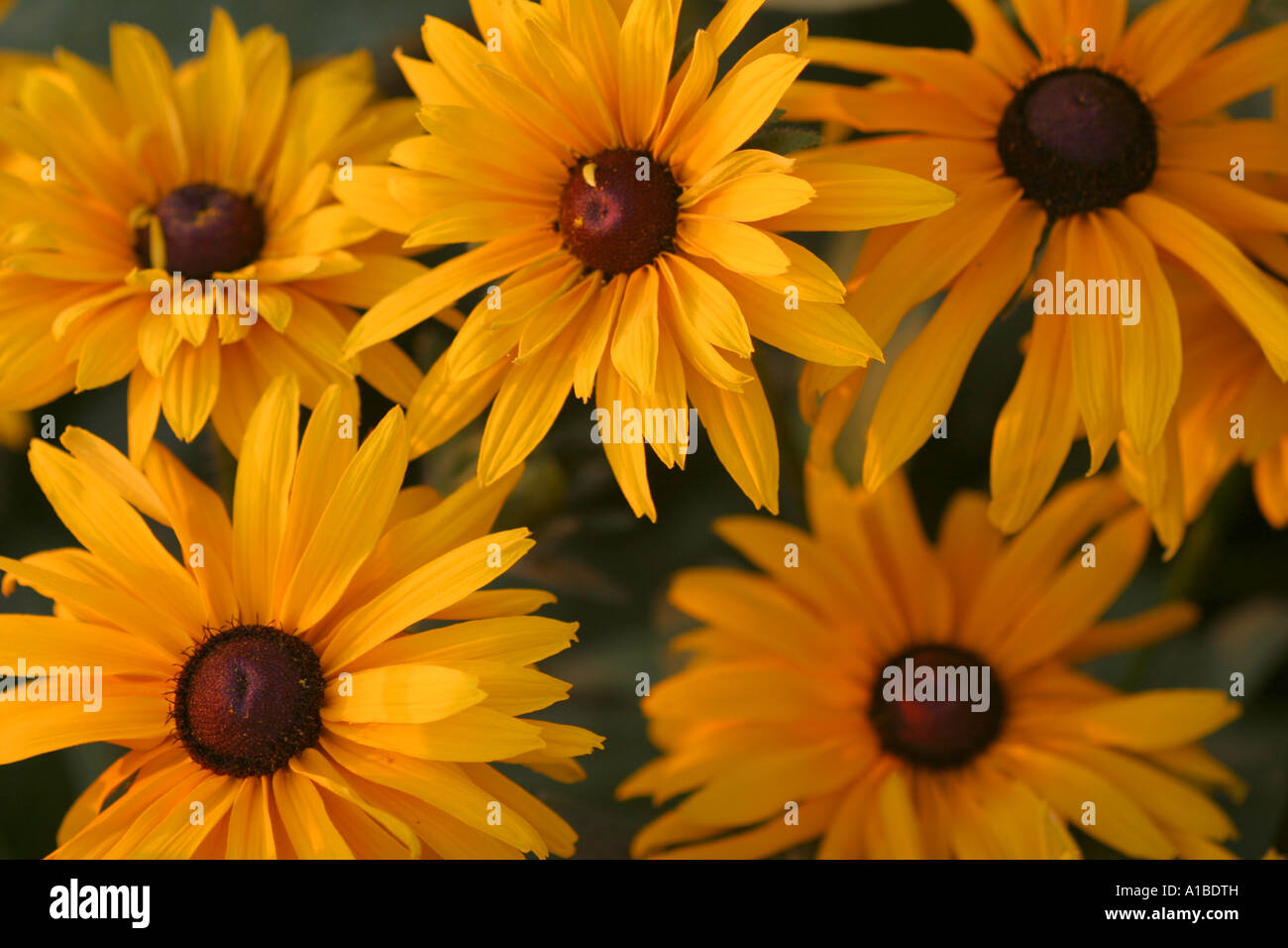 A cluster of sunflowers at the botanical gardens of the University of ...