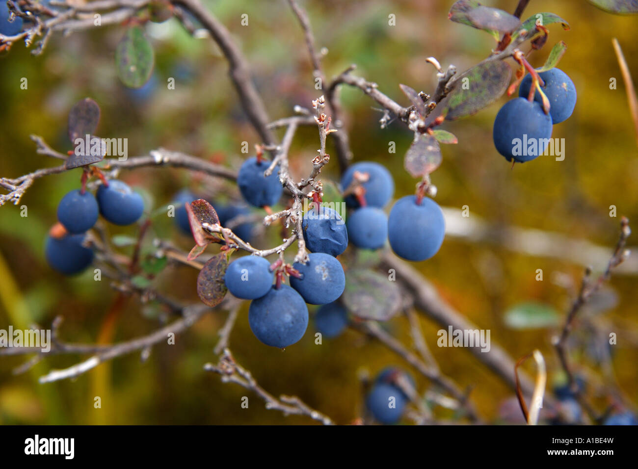 Blueberry fruit wild alaska hi-res stock photography and images - Alamy