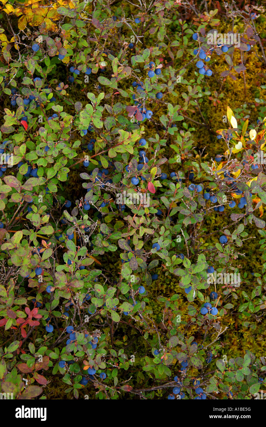 Berry picking tundra hi-res stock photography and images - Alamy