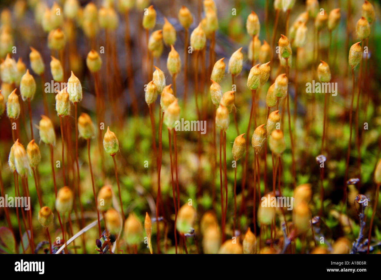 Sporophytes, reproductive units from moss, sprout from Alaska's tundra ...
