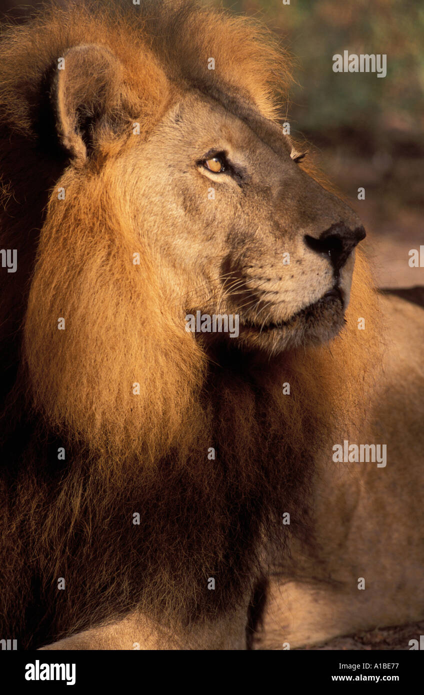 Golden maned lion hi-res stock photography and images - Alamy