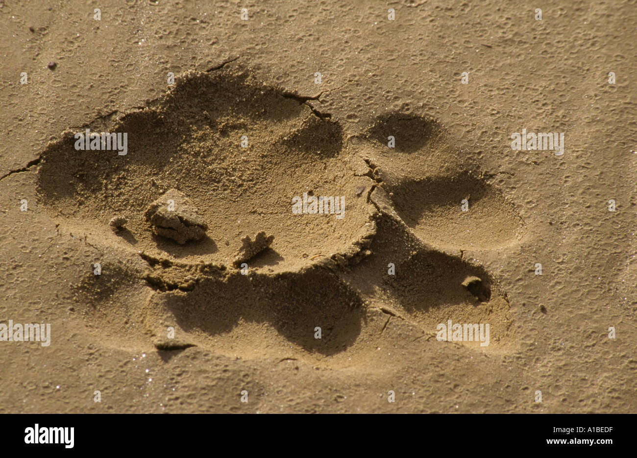 Tiger pugmark hi-res stock photography and images - Alamy