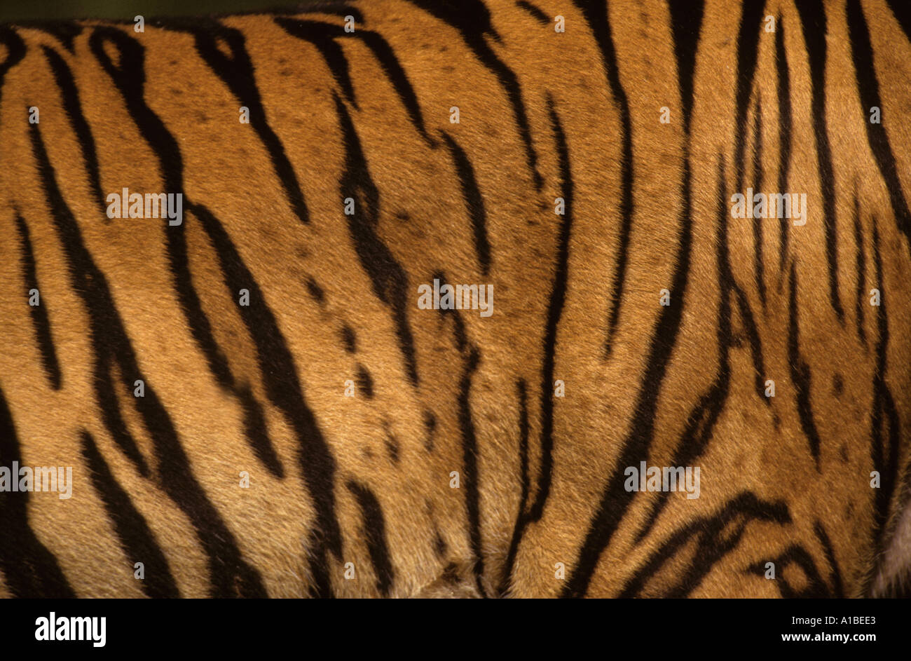 Tiger Pelt High Resolution Stock Photography and Images - Alamy
