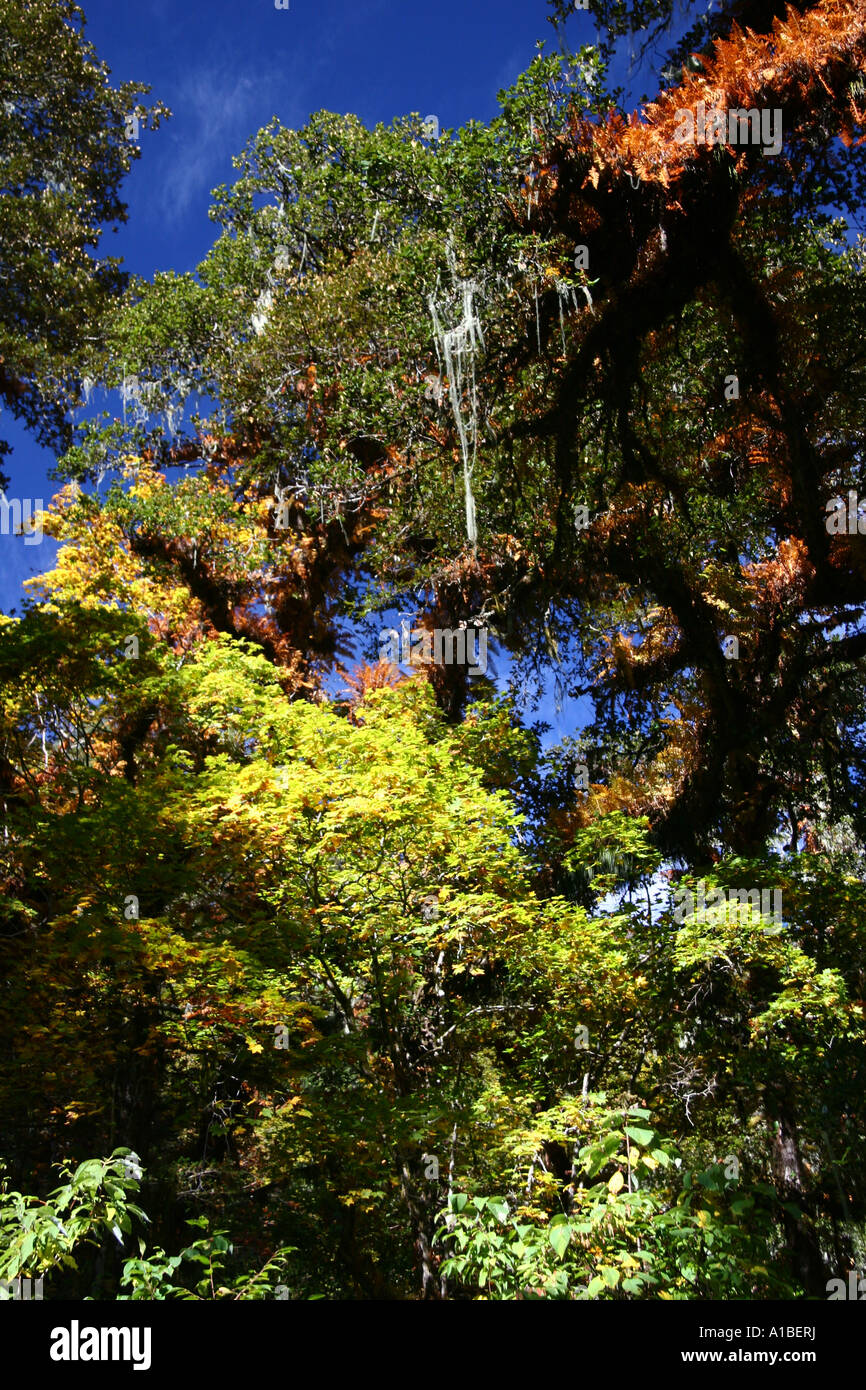 Oak forest of the Himalayas, Bhutan Stock Photo - Alamy