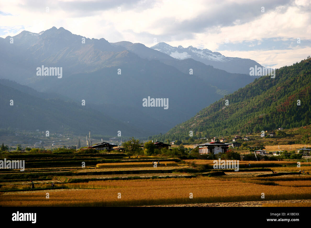 Rice fields in paro hi-res stock photography and images - Alamy