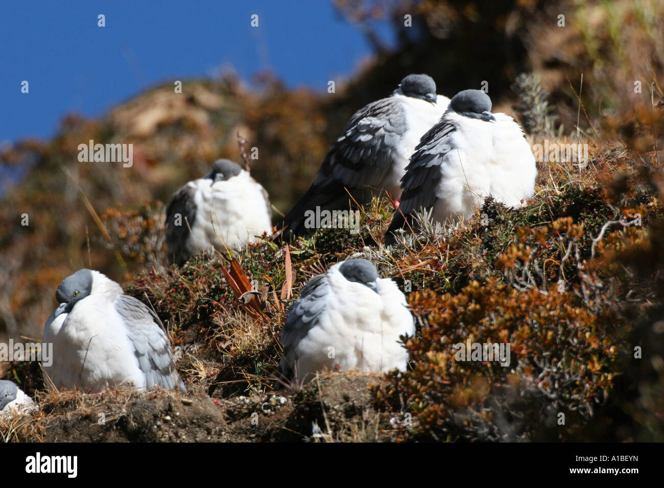 Himalayan pigeon hi-res stock photography and images - Alamy