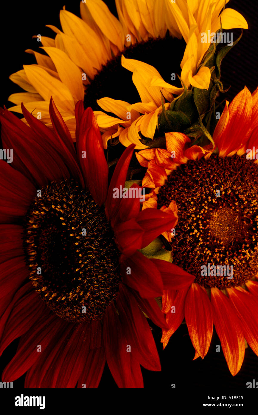 Rust and yellow sunflower hi-res stock photography and images - Alamy