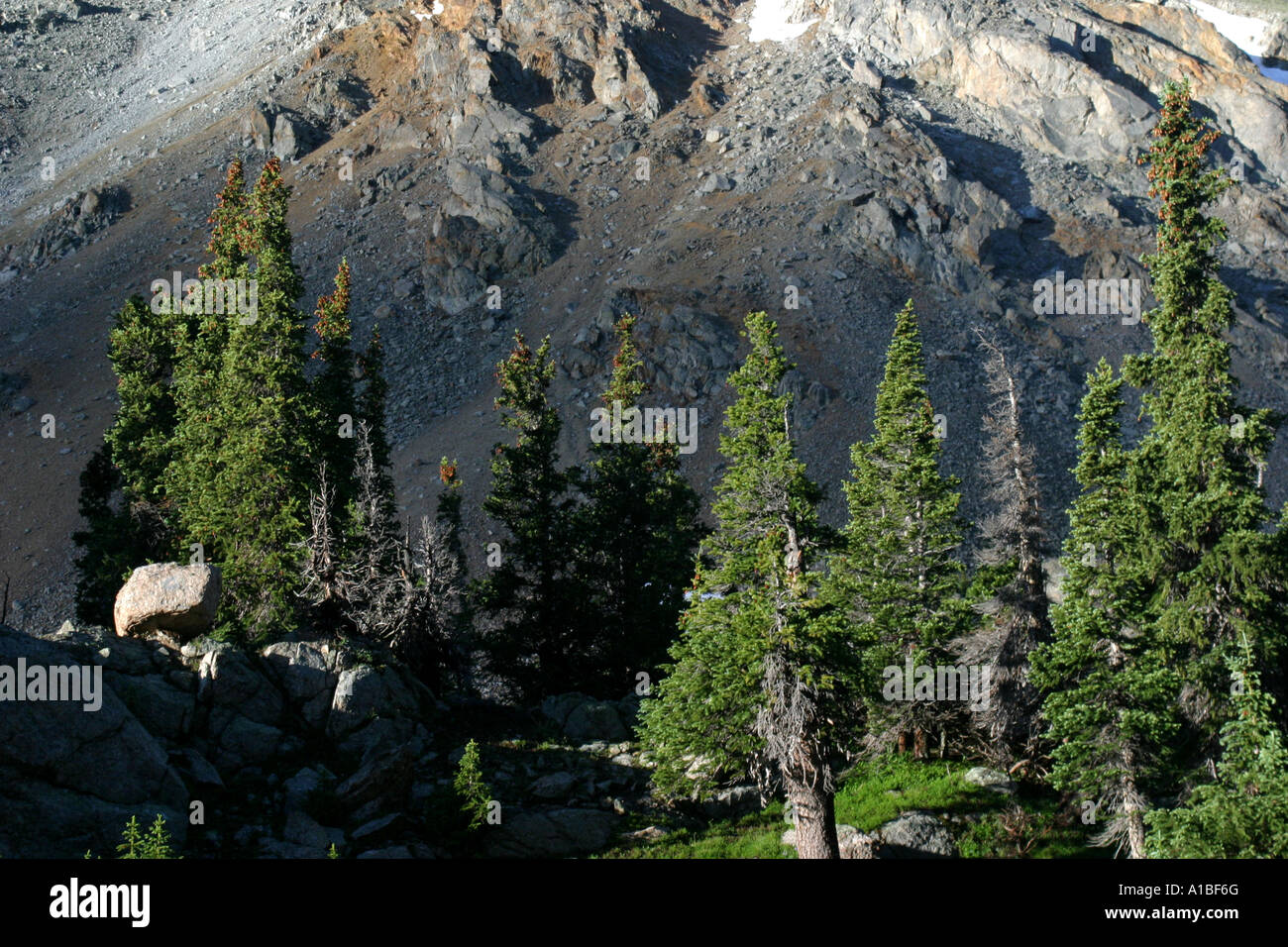 Spruce trees (Picea sp.) lit by morning sun in the Rocky Mountains of ...