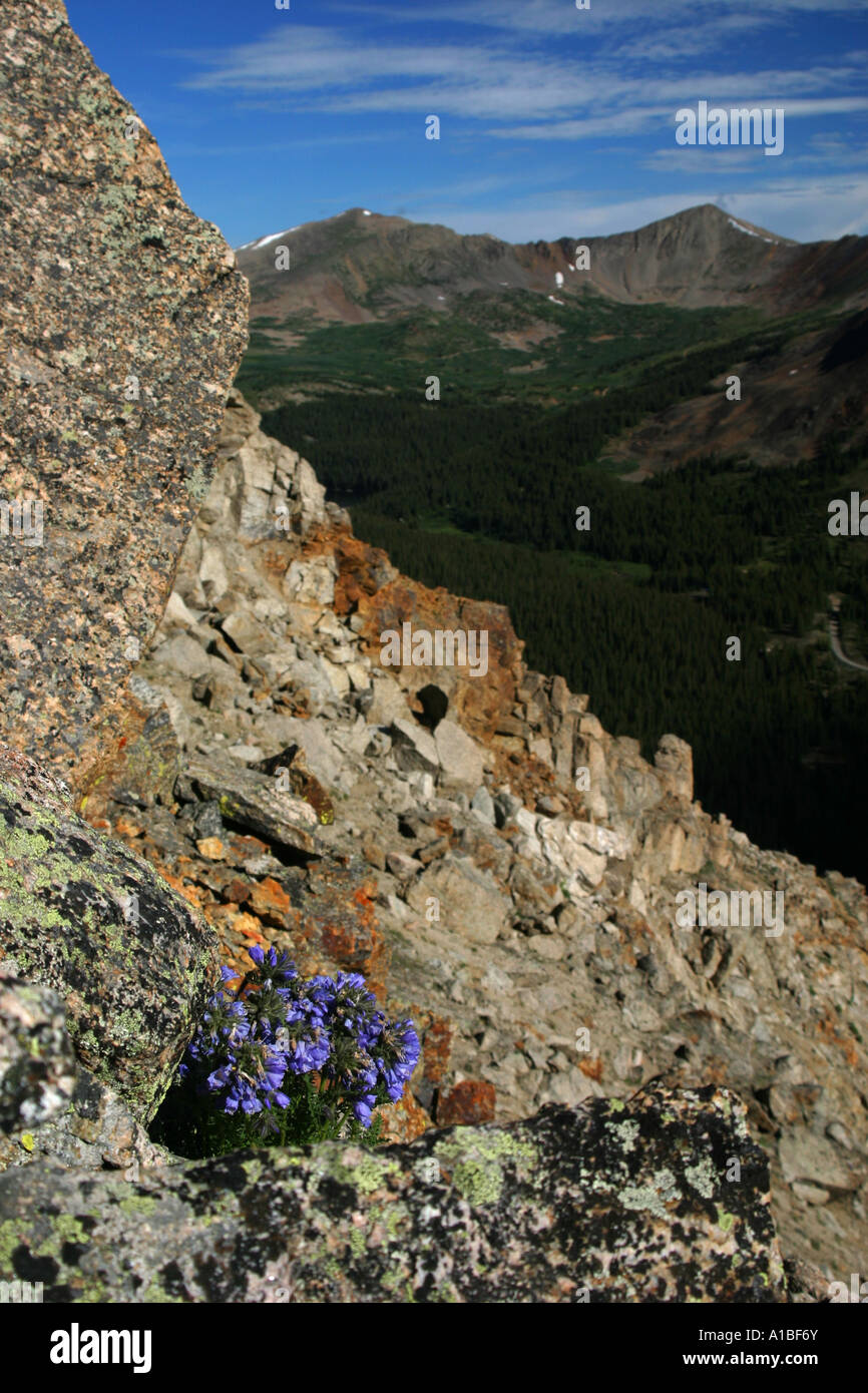 Flowers growing on a rugged hillside high in the Collegiate Range of ...