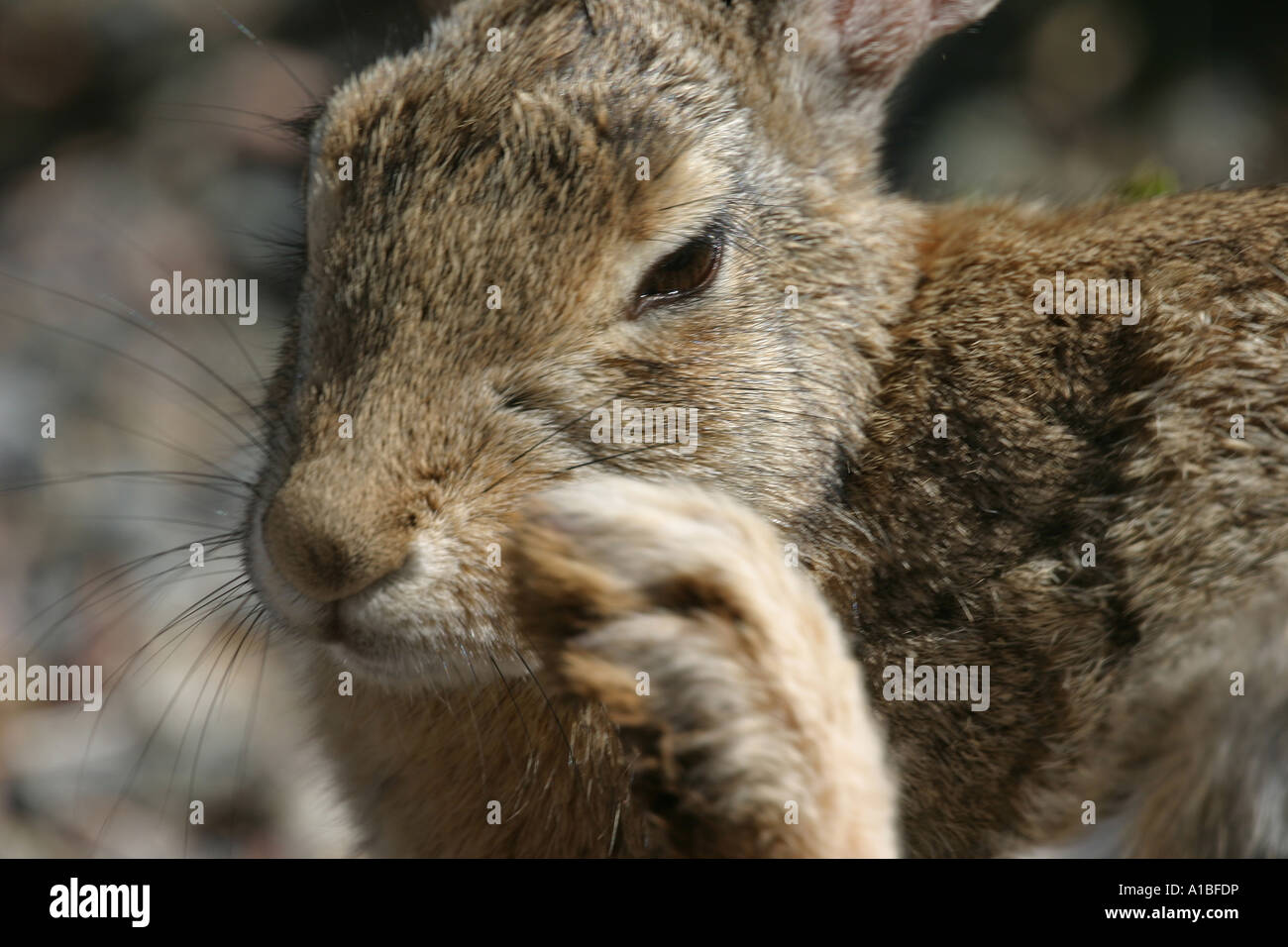 A cottontail rabbit (Sylvilagus audubonii) scratches its nose Stock ...