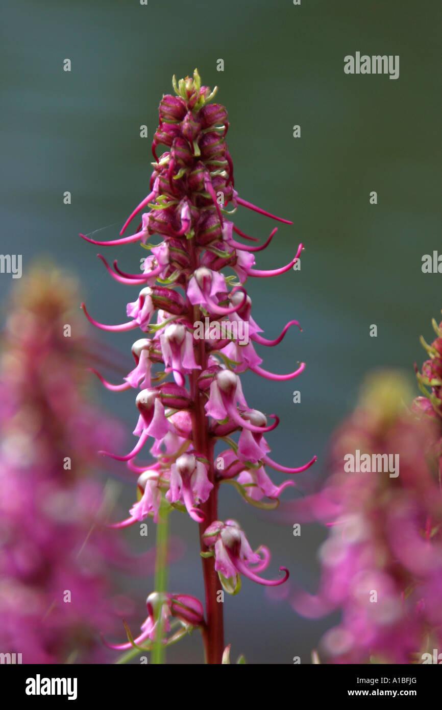 Elephant head pedicularis hi-res stock photography and images - Alamy