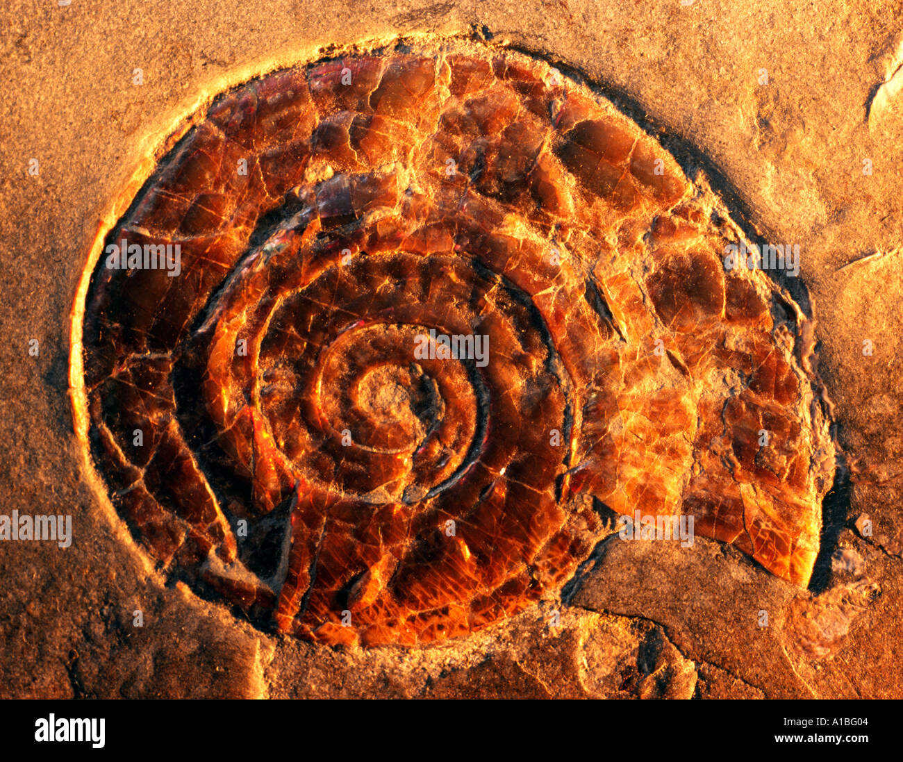 Extinct ammonite rock geology ancient sedimentary hi-res stock ...