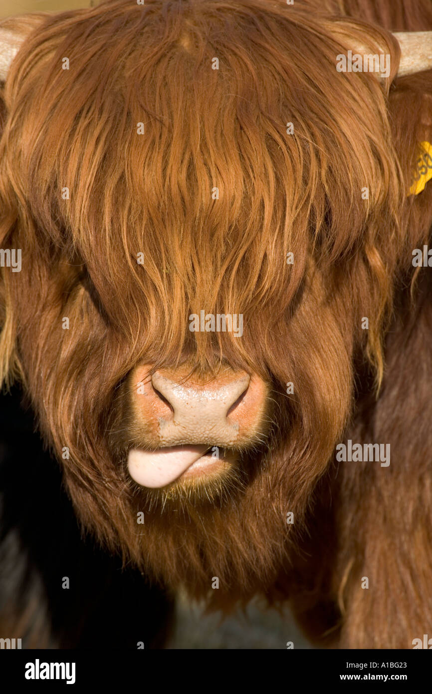 Highland cow calf frontal head shot Stock Photo - Alamy