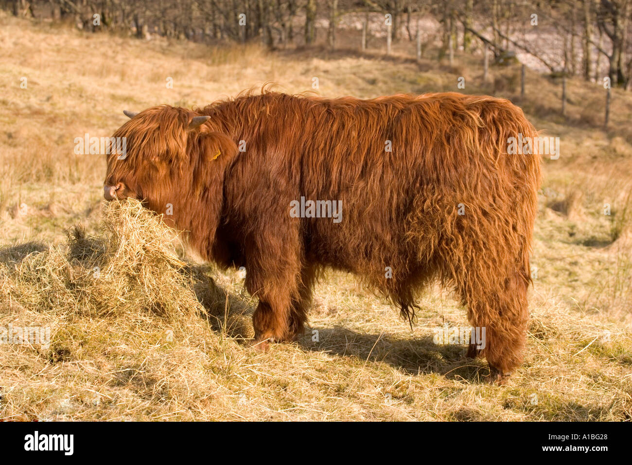 Highland cow calf eating hay Stock Photo - Alamy
