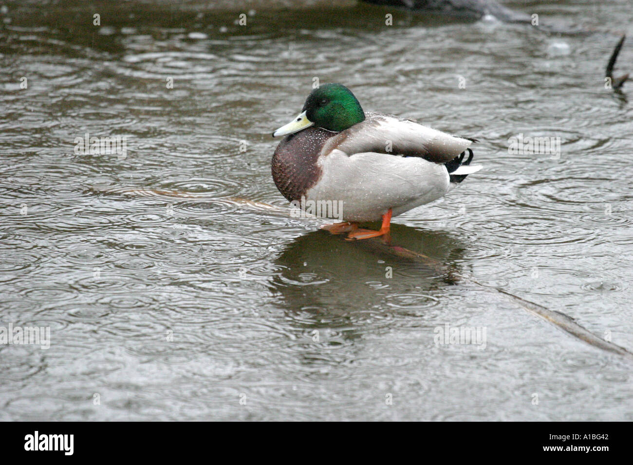 Duck Stock Spring Rain