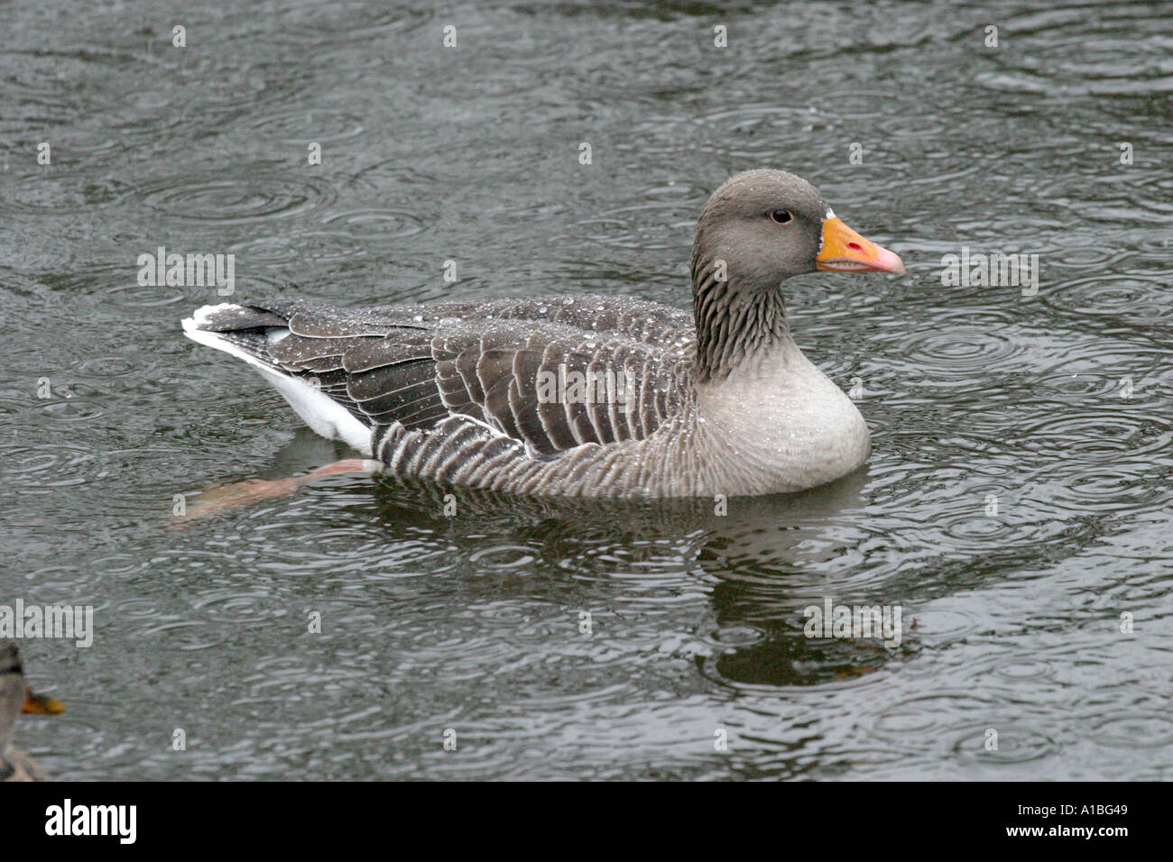 Goose swimming on a lake in heavy rain with water running off its back ...