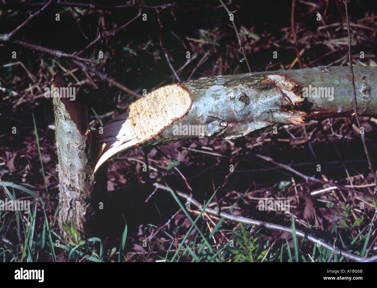 Layered hedge detail Stock Photo - Alamy