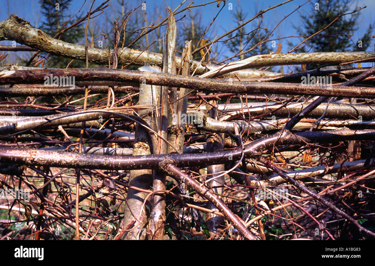 Hedge Layering Stock Photos & Hedge Layering Stock Images - Alamy