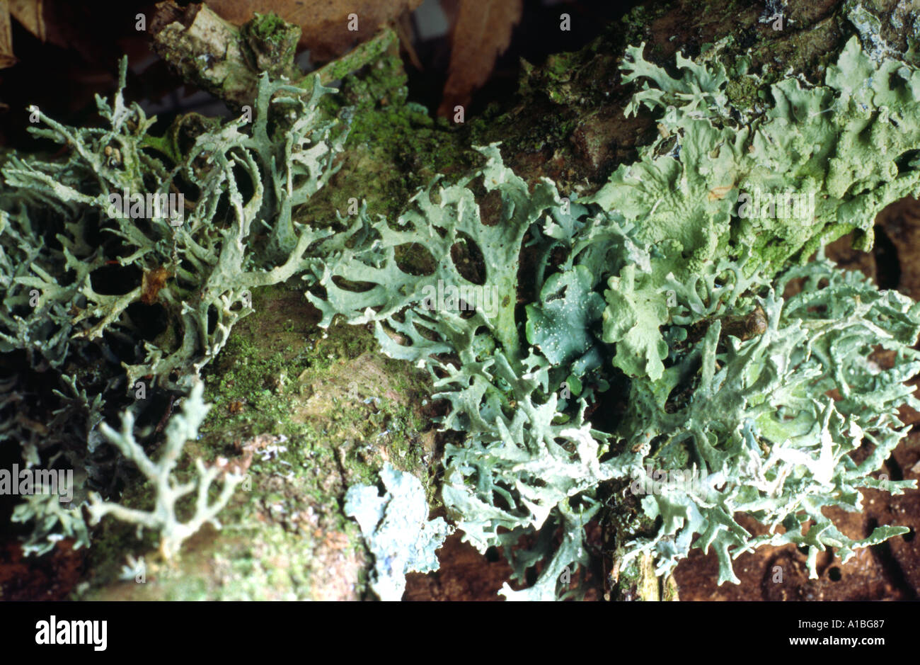 Staghorn fungi hi-res stock photography and images - Alamy