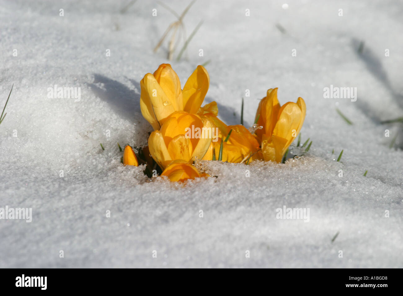 A1bgd8 hi-res stock photography and images - Alamy