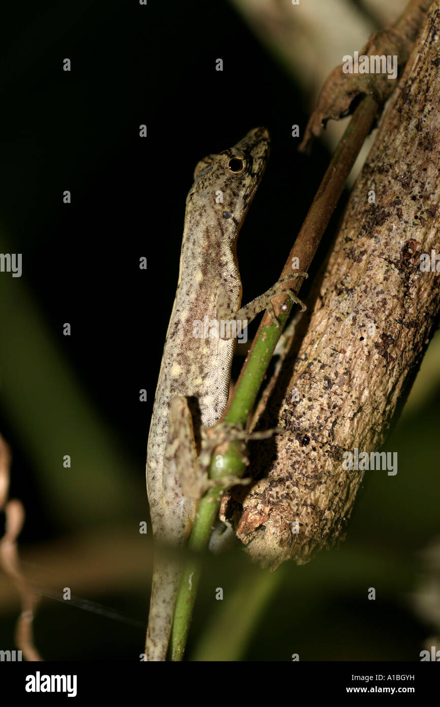 An anole (Anolis sp.) climbs a tree in the rainforest of the Sierra de ...